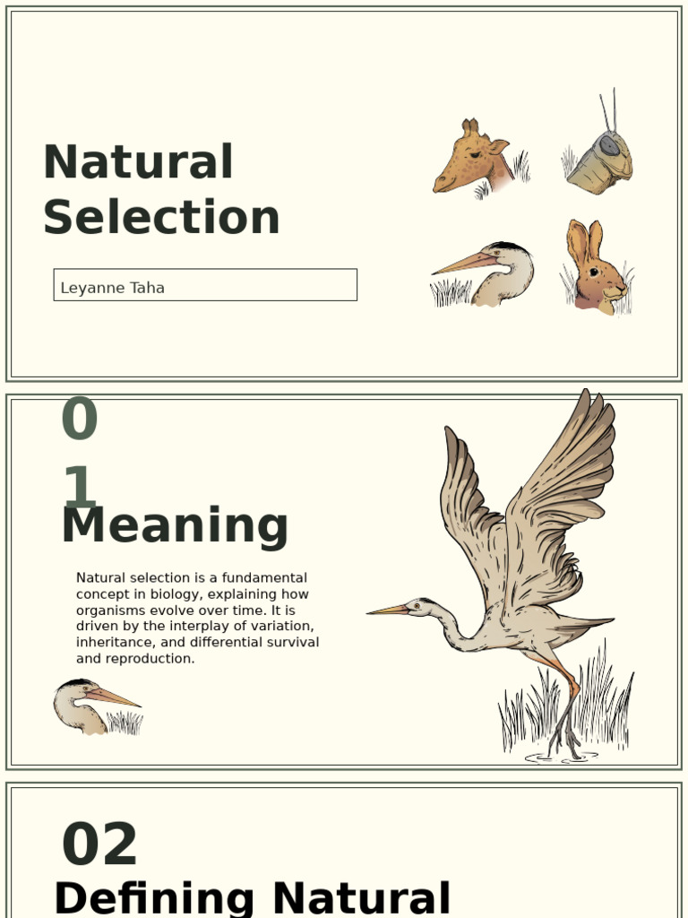 Understanding Natural Selection Basics | PDF | Natural Selection ...