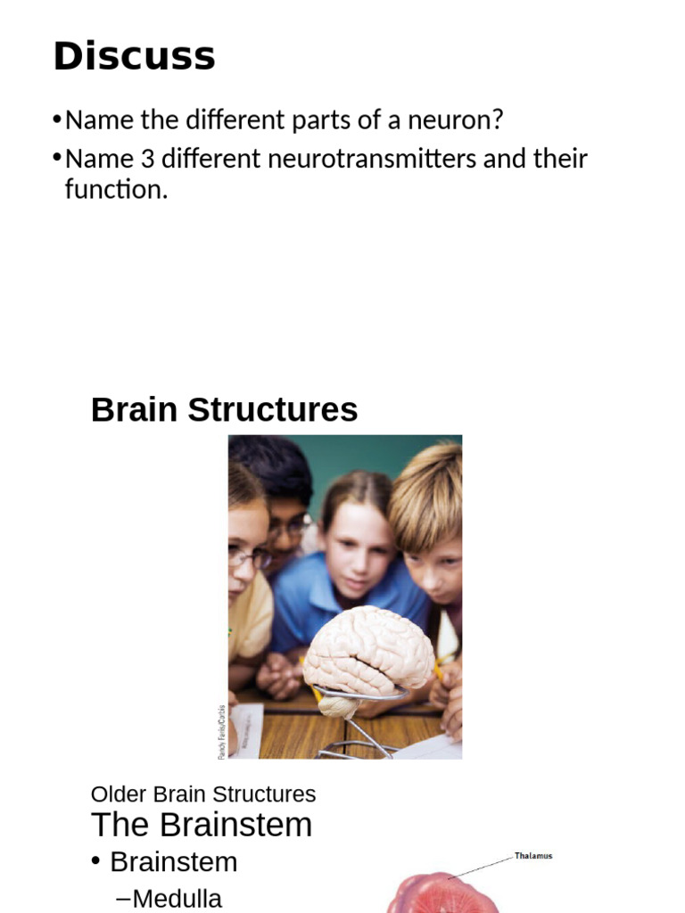 04 - Meet The Brain | PDF