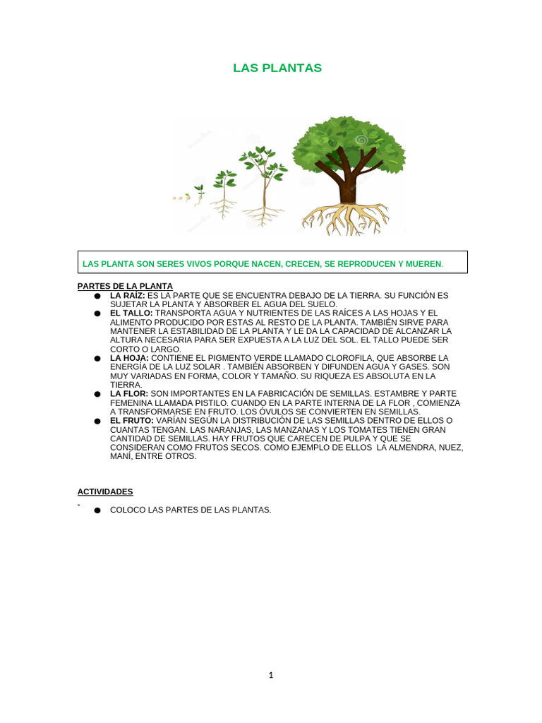 Ciencias Naturales Las Plantas | PDF | Plantas | Raíz