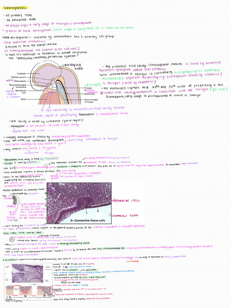 Dsp1 Odontogenesis | PDF