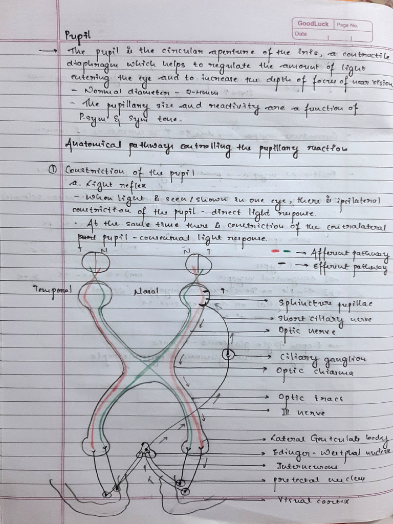 Ophthal notes on pupil | PDF