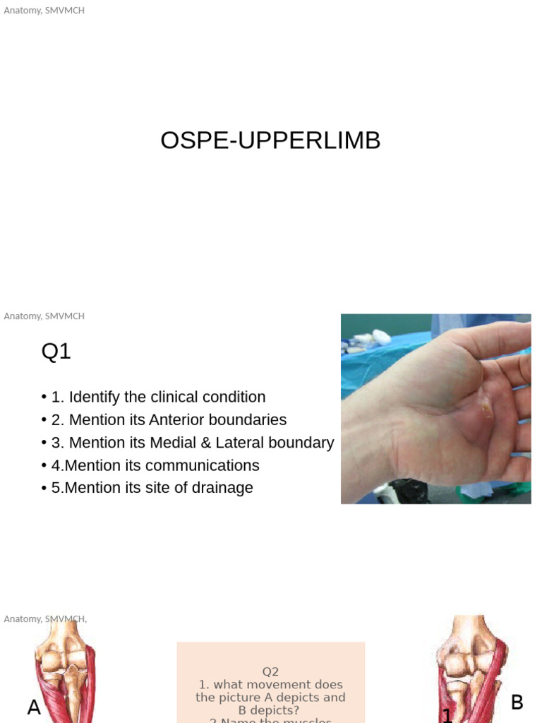 Ospe Upper Limb - First Year | PDF | Anatomy | Anatomical Terms Of Location