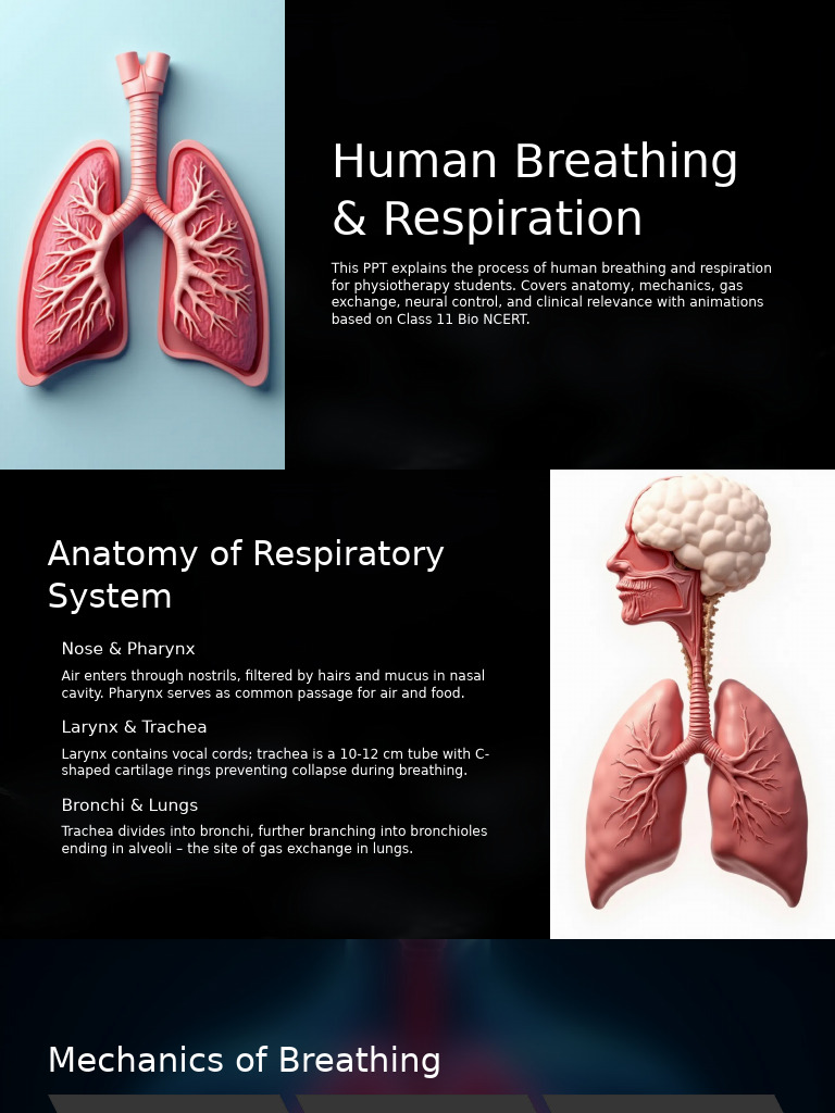 Human Breathing & Respiration | PDF | Respiratory System | Breathing