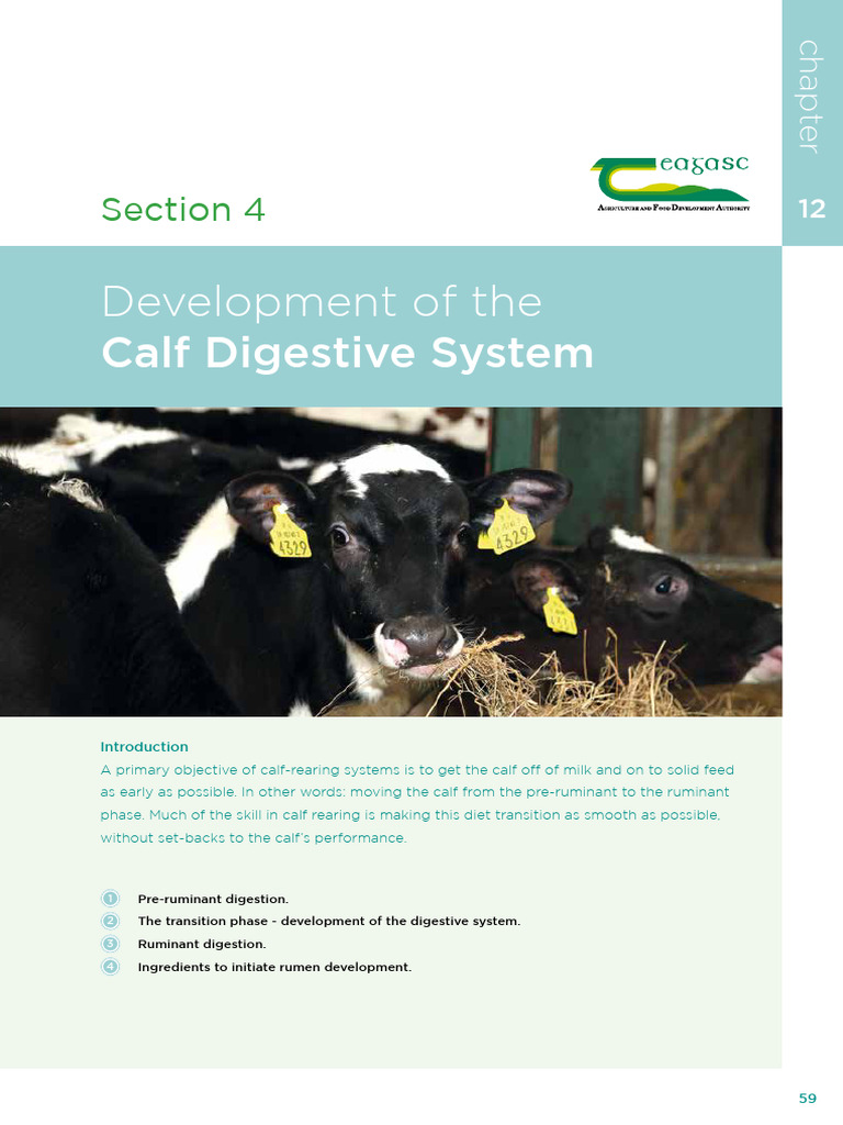 Section4 Rumen Development | PDF | Ruminant | Digestion
