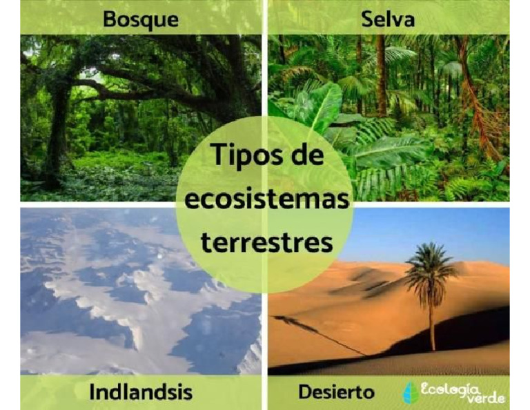 Exposición de Ecosistemas Terrestres | PDF