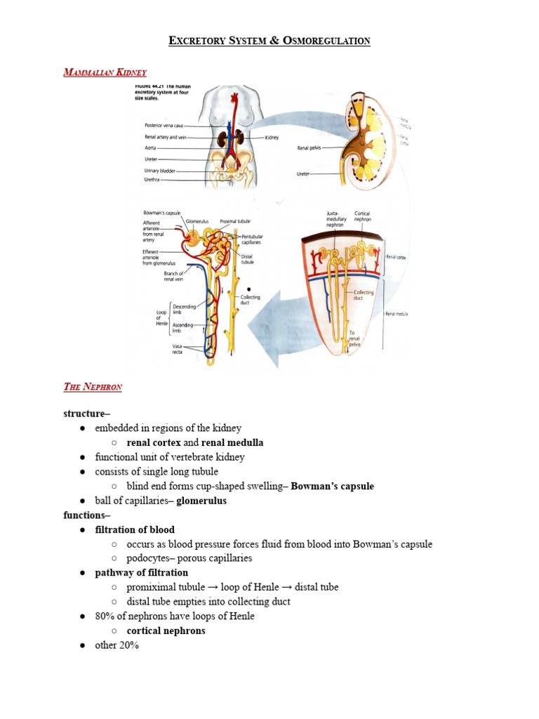 Notes #44.2 - Excretory System & Osmoregulation | PDF | Kidney | Organ ...
