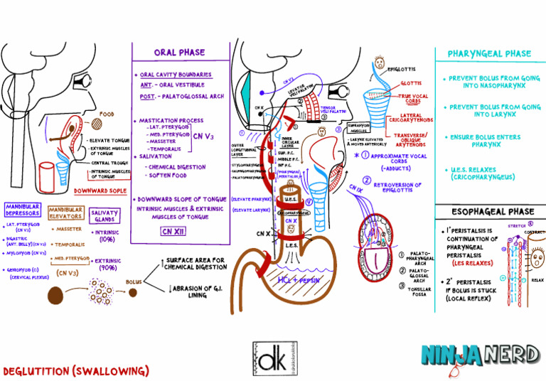 Deglutition (Swallowing) (1) atf | PDF