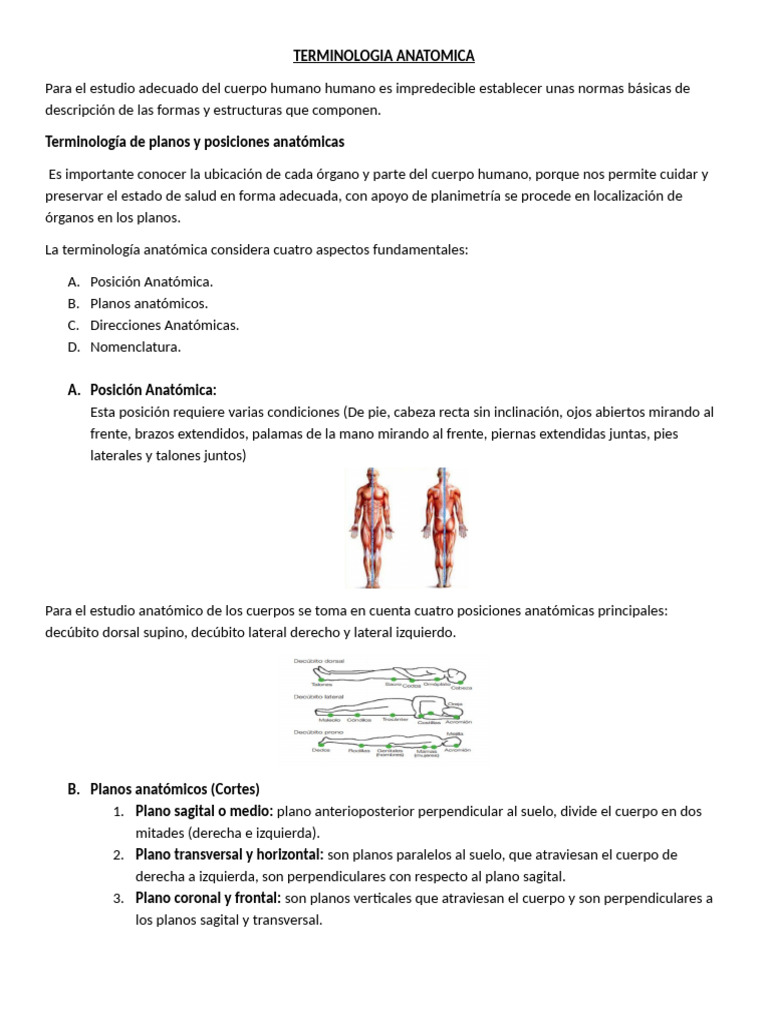 4° Terminologia Anatomica | PDF | Términos anatómicos de ubicación