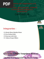 Células de la Línea Mieloide: Origen y Funciones | PDF | Macrófago ...