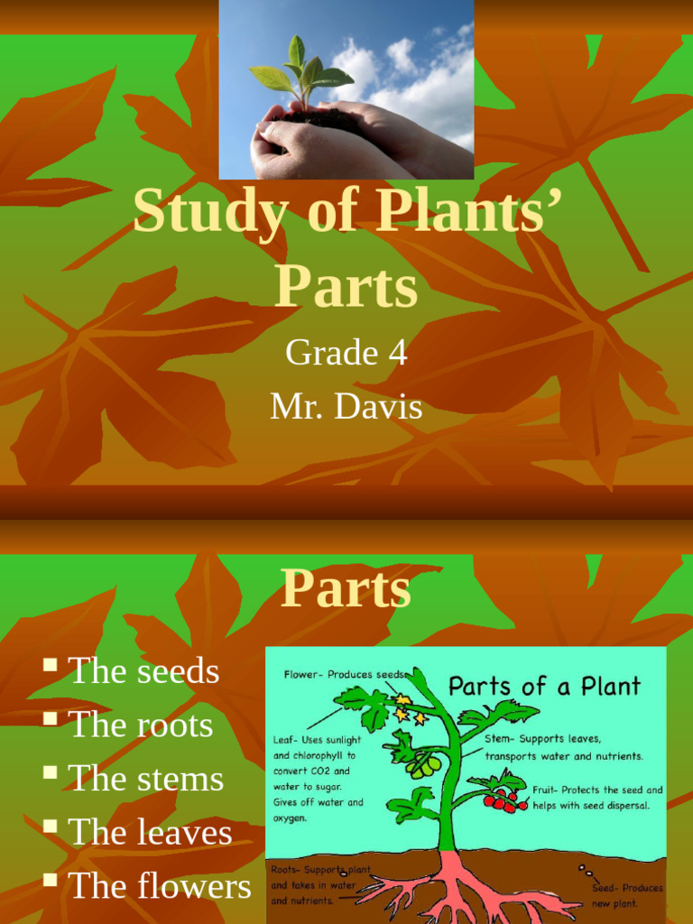 Understanding Plant Parts for Kids | PDF | Plants | Leaf