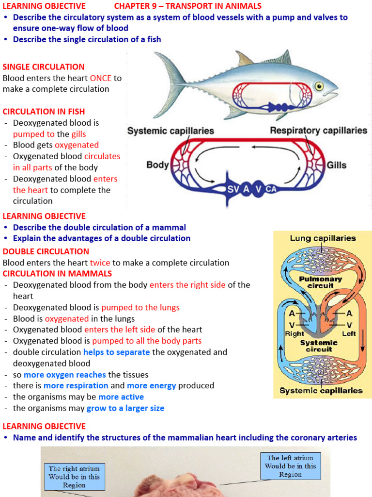 1 Transport in Animals - The Heart | PDF | Heart | Heart Valve