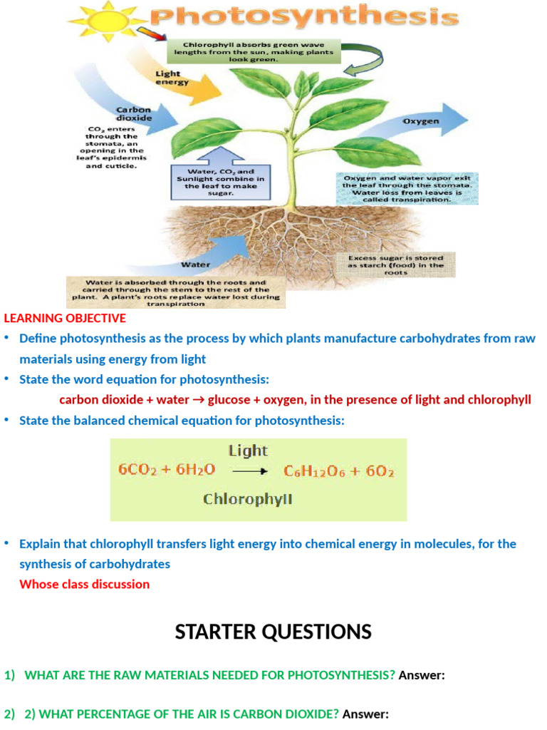 1 Leaf Structure and Adaptations | PDF | Leaf | Stoma