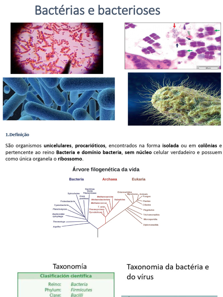 Bactérias e Bacterioses: Definições e Tipos | PDF | Bactérias | Célula ...