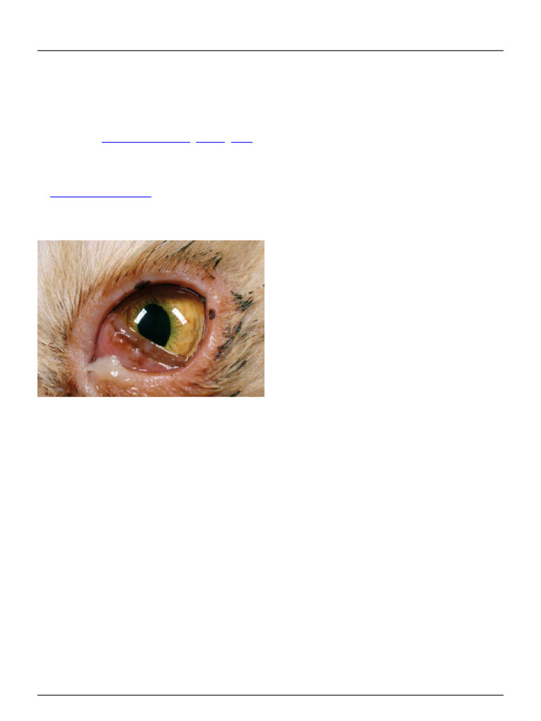 Assessing Conjunctivitis in Cats | PDF | Infection | Medical Specialties