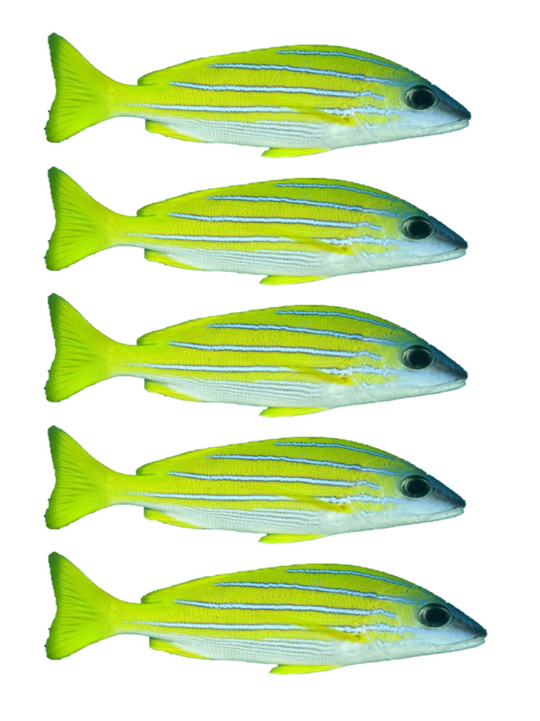 pez | PDF