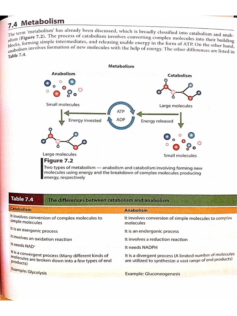 Aerobic Respiration 1 | PDF
