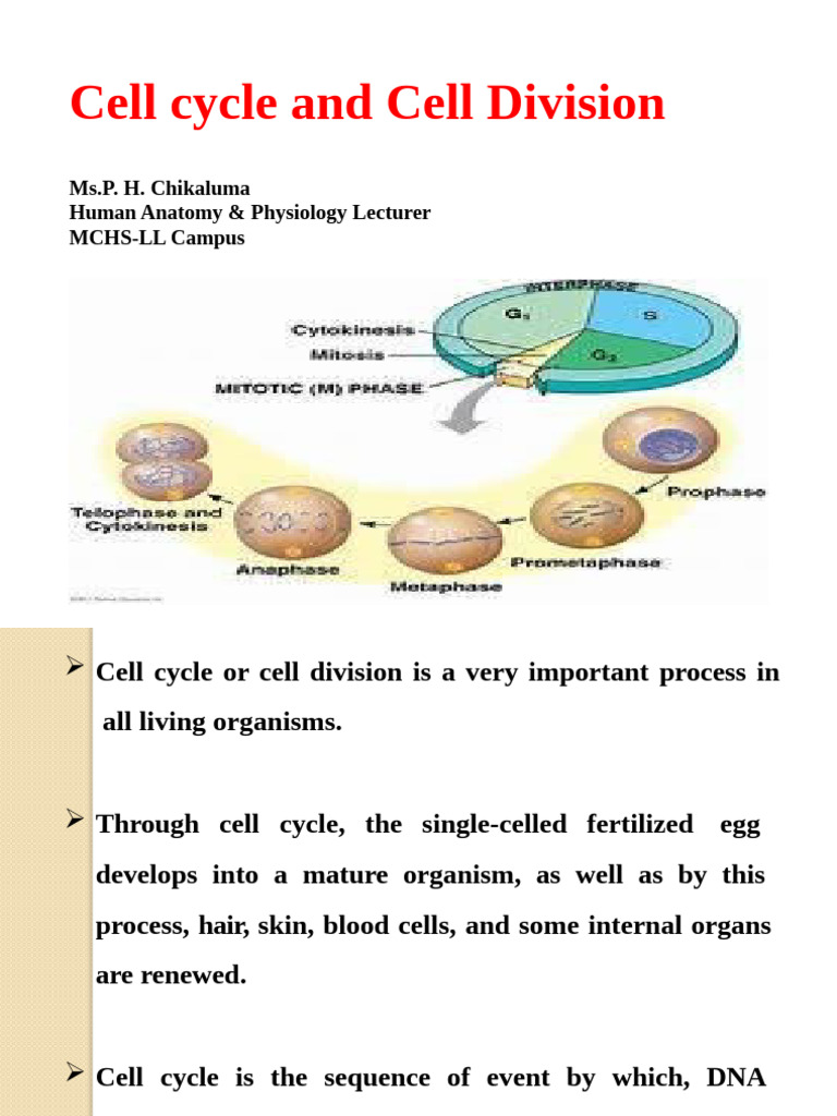 Cell Cycle and Division Explained | PDF | Meiosis | Mitosis