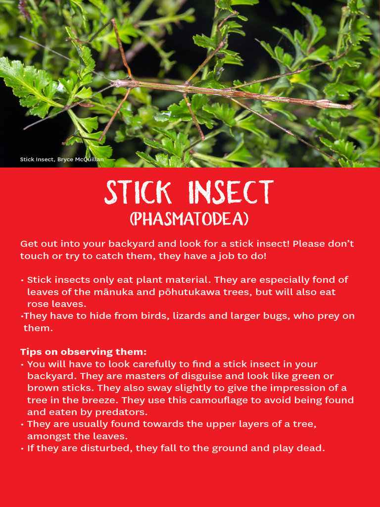 Bugs Activity Card - Stick Insect | PDF