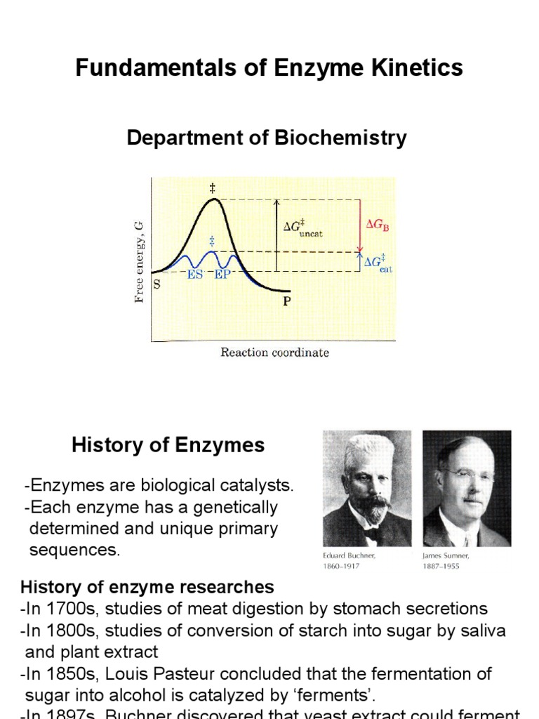 Enzyme Lab | Download Free PDF | Enzyme Kinetics | Enzyme