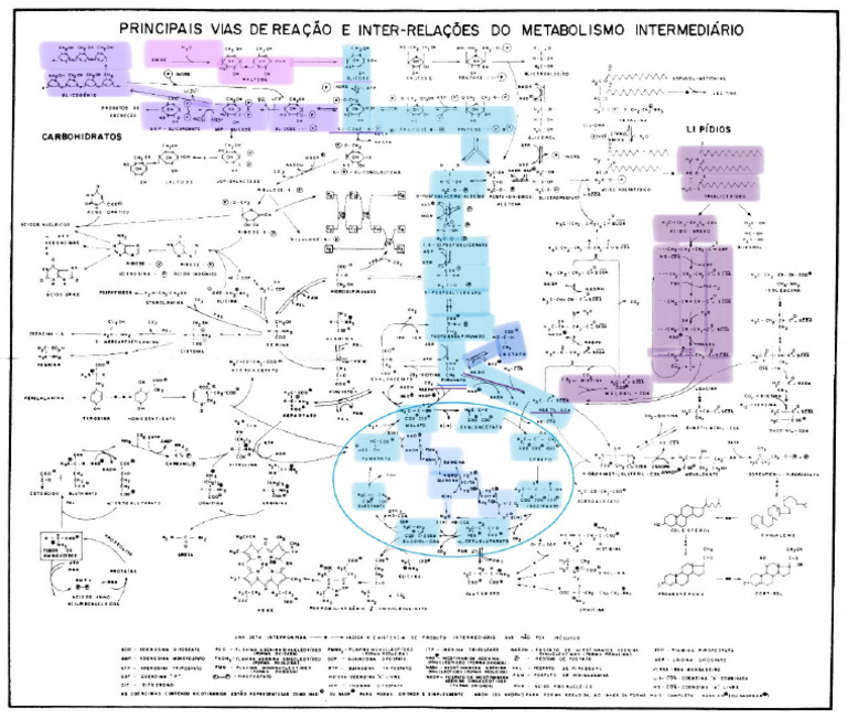 Mapa Metabólico | PDF