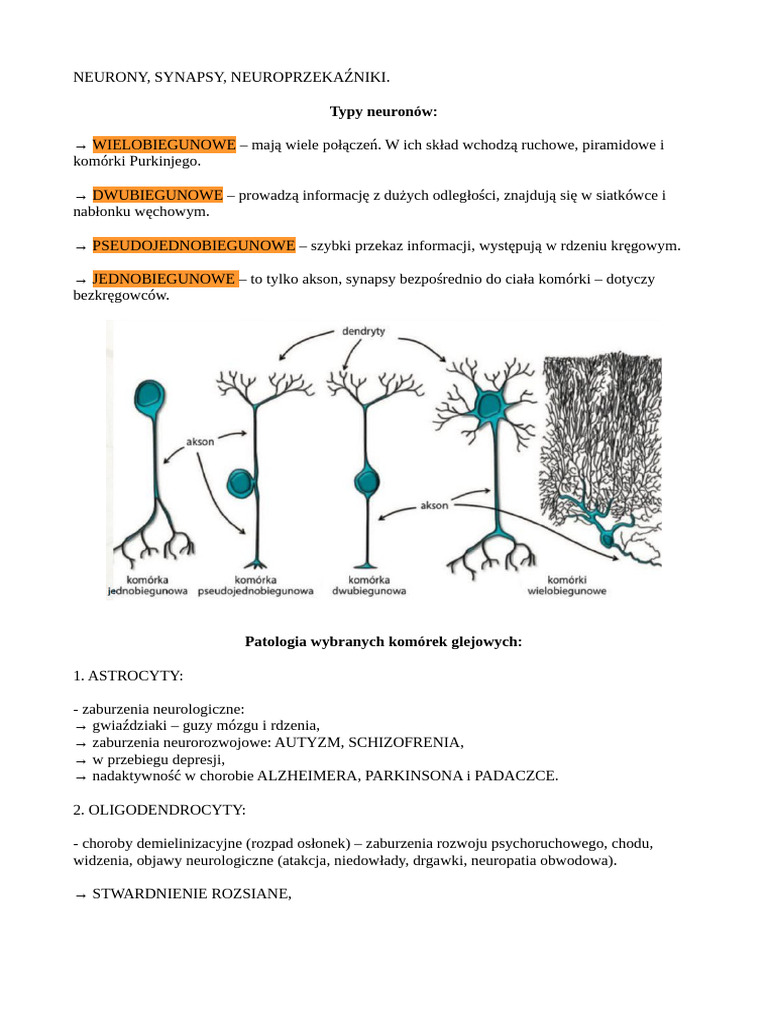 Synapsy | PDF