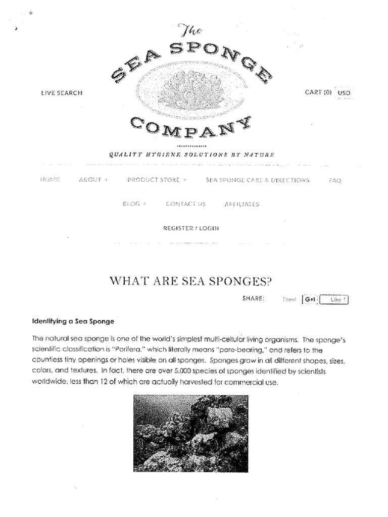 Sponge Project | PDF