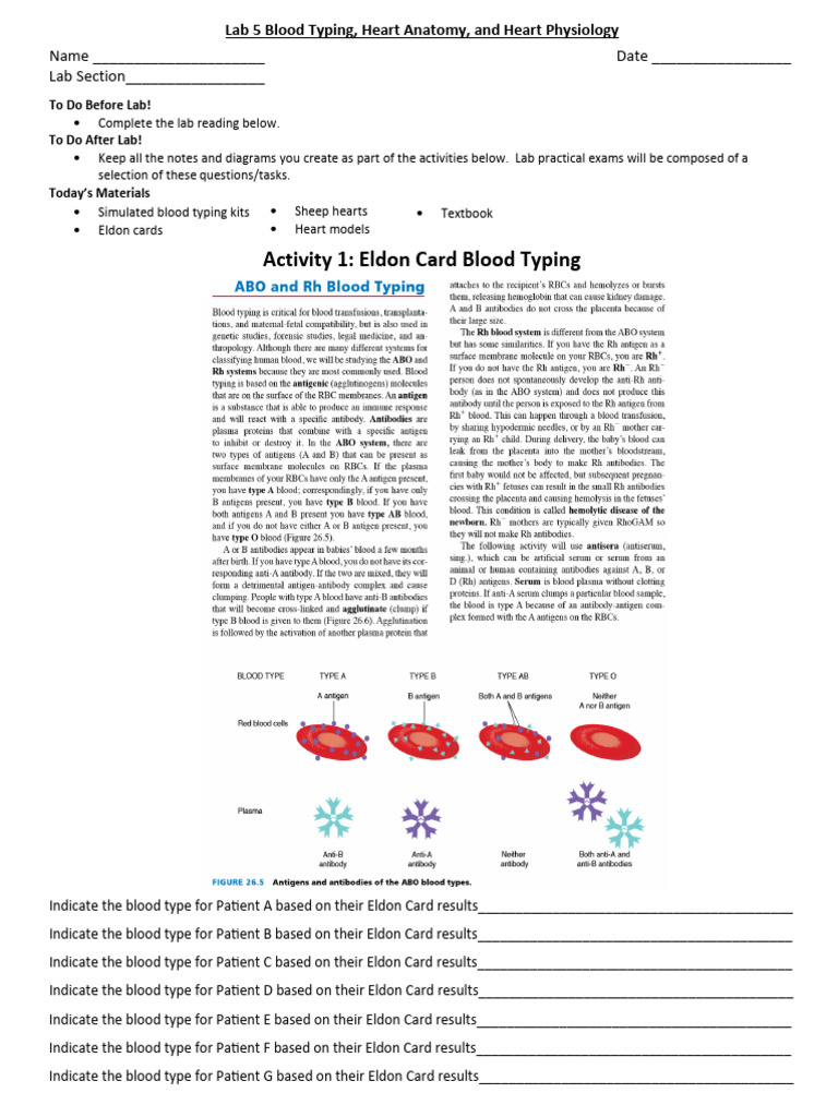 Lab 5 Blood Typing, Heart Anatomy, and Heart Physiology | PDF | Heart ...