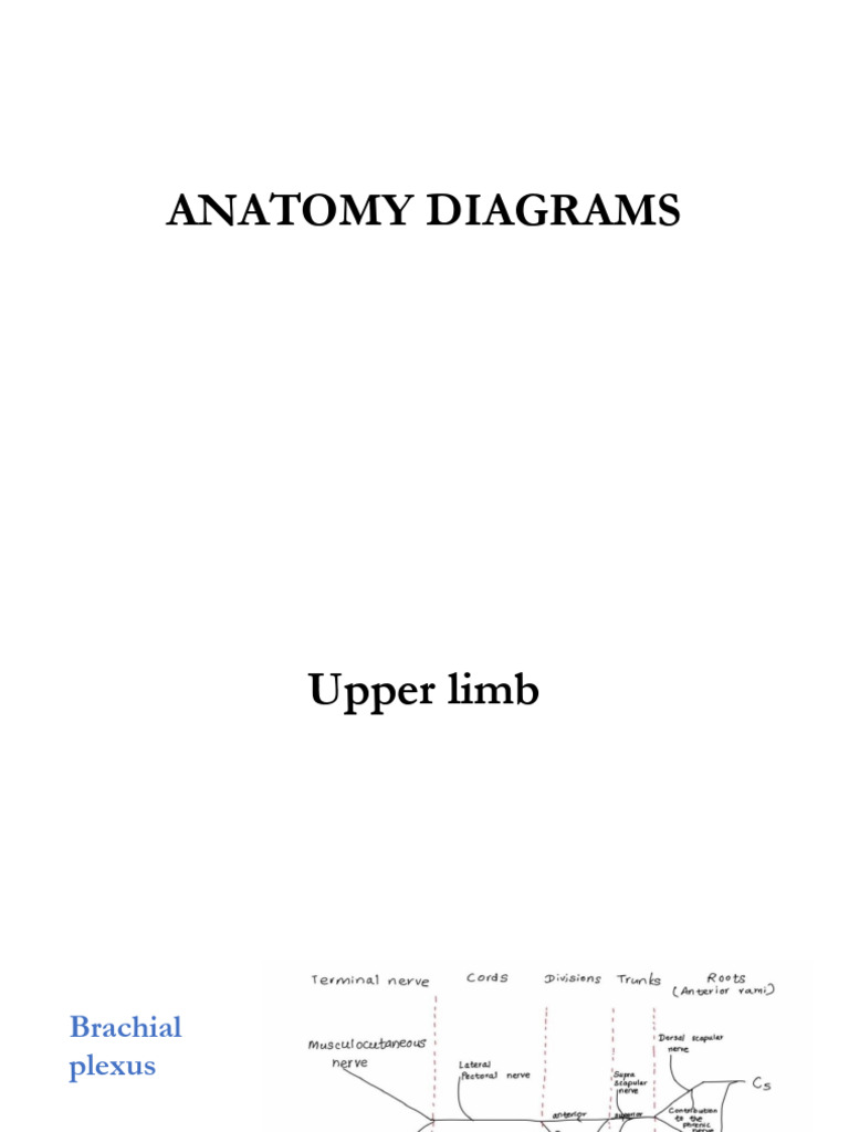 Anatomy Diagrams Amended | PDF