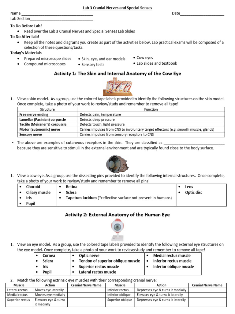 Lab 3 Cranial Nerves and Special Senses | PDF | Eye | Retina