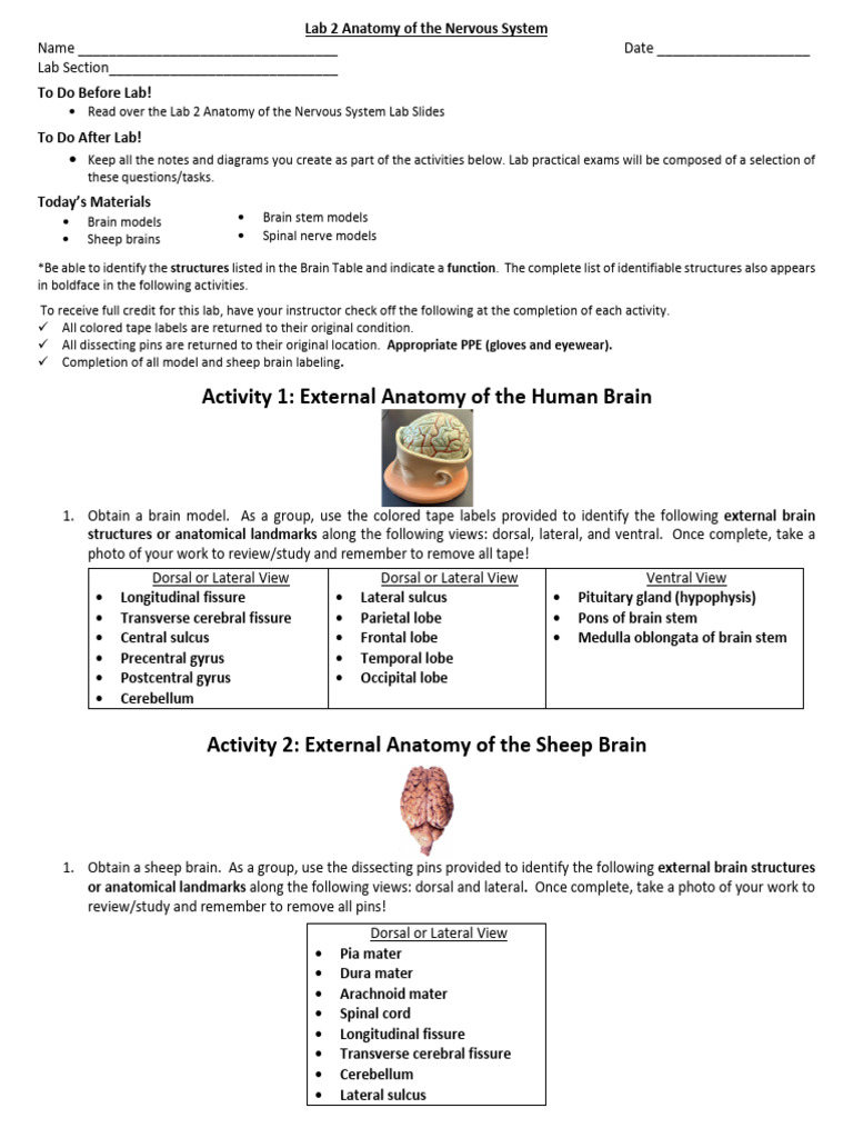 Lab 2 Anatomy of The Nervous System | PDF | Brainstem | Brain