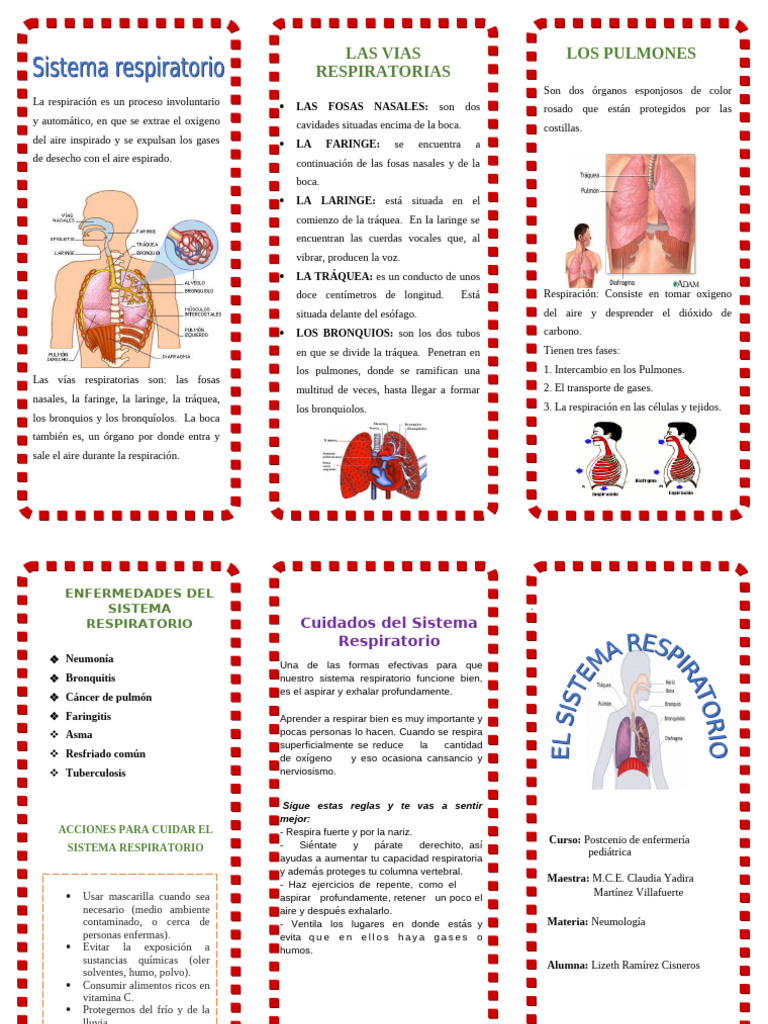 triptico del sistema respiratorio | PDF | Respiración | Pulmón