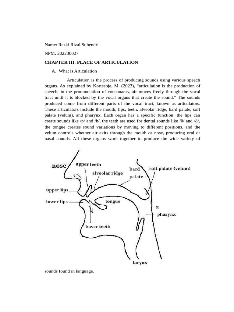 Understanding Articulation in Phonetics | PDF | Phonetics | Linguistics