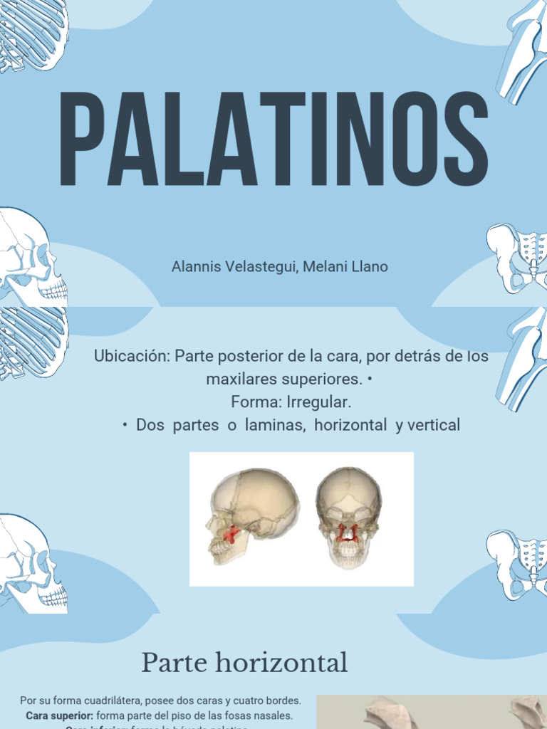 Palatinos | PDF | Sistema esquelético | Anatomía humana