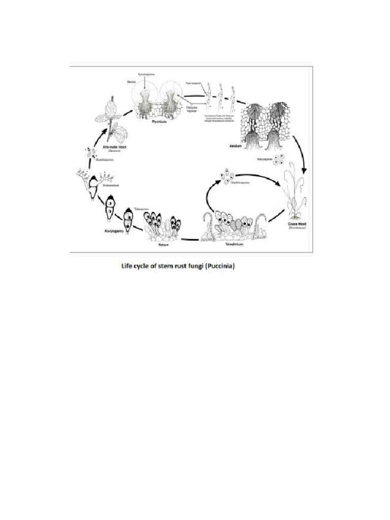 Life Cycle | PDF