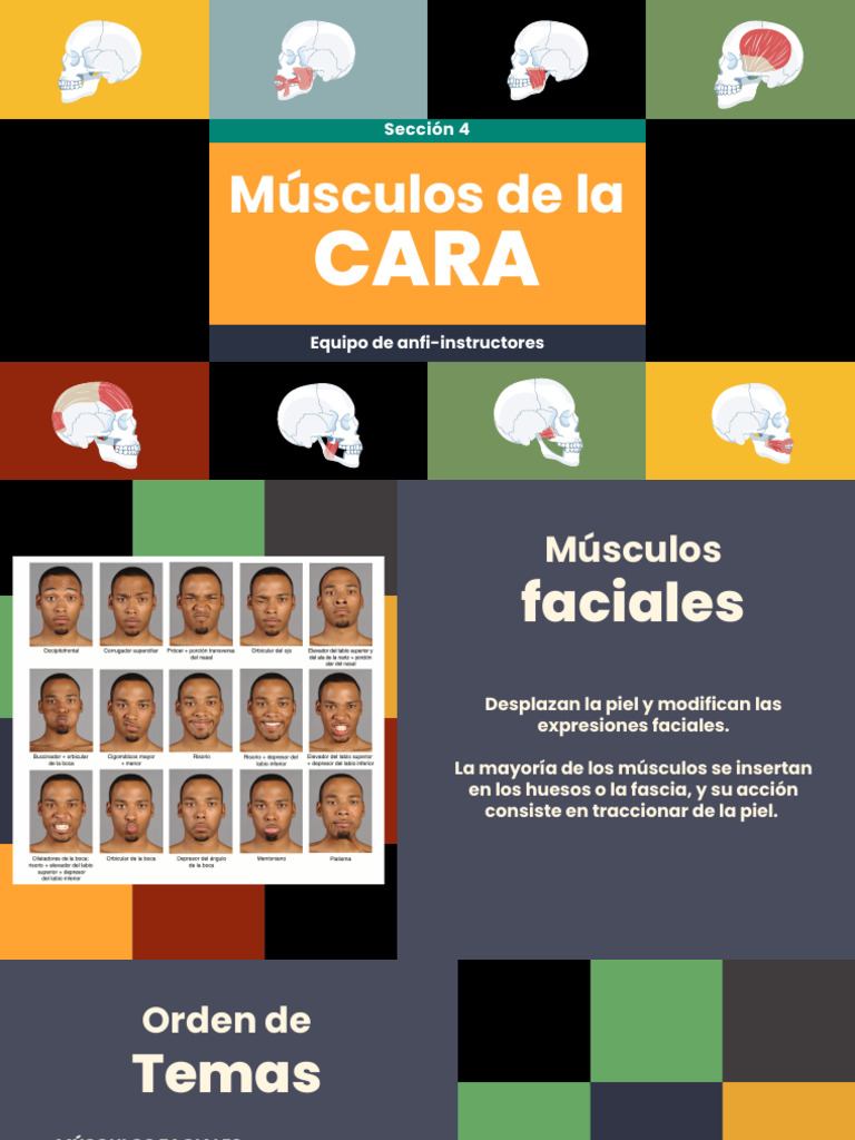 Anatomía Cara Músculos | PDF | Nariz humana | Tejido suave