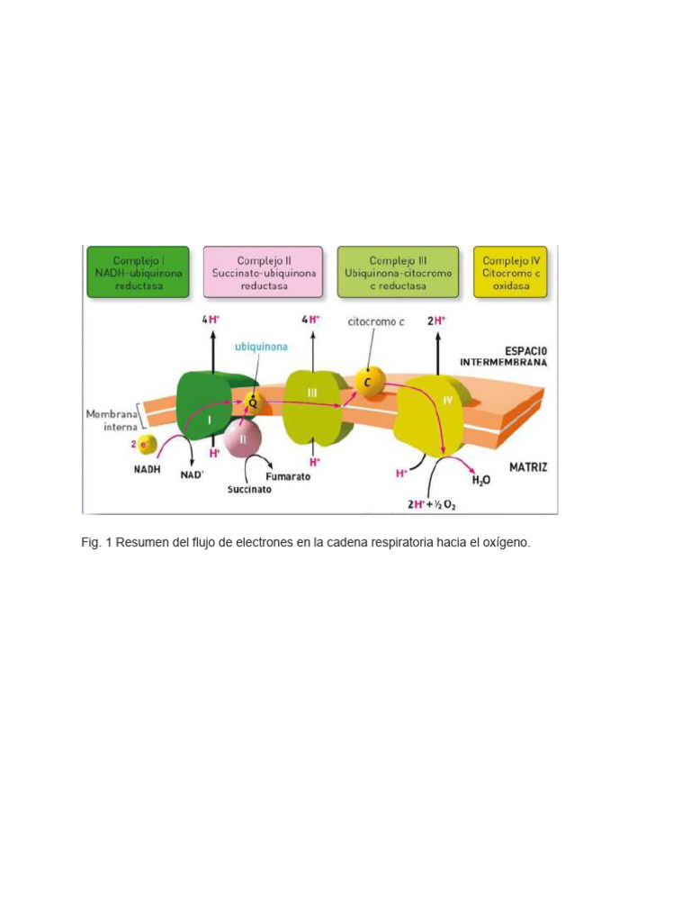 laboratorio 7 | PDF | Trifosfato de adenosina | Cadena de transporte de electrones
