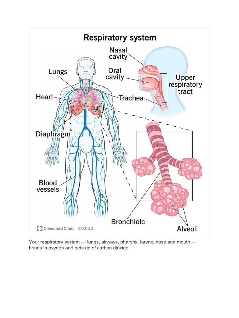 Respiratory System: Functions & Care | PDF