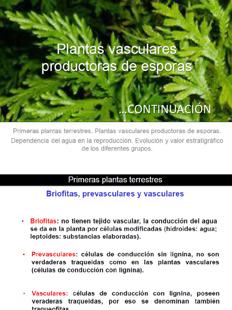 Paleontología - Plantas 2 | PDF
