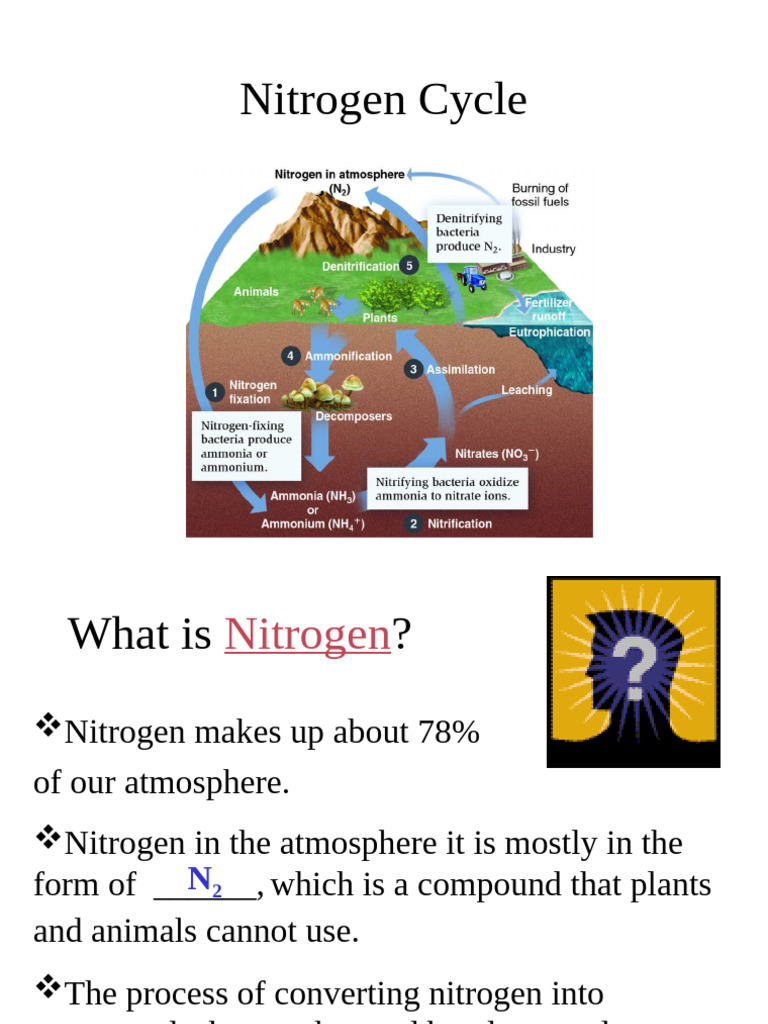 325766597-nitrogen-cycle-ppt-1 | PDF | Nitrate | Nitrogen