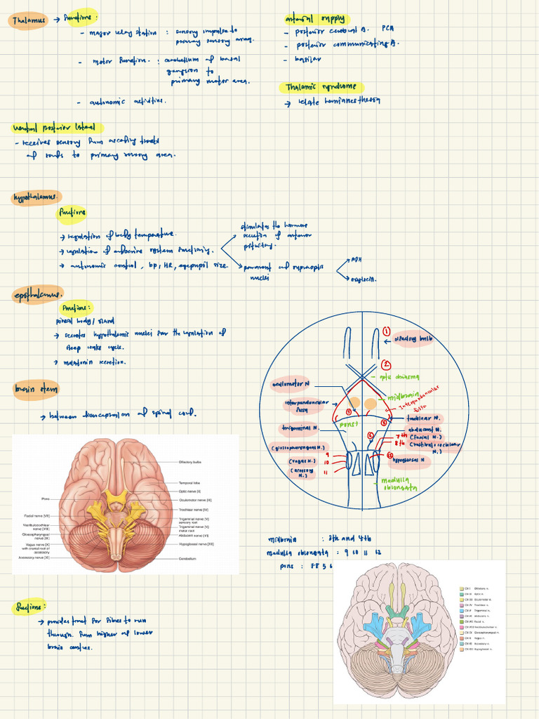 Diencephalon and Brain Stem | PDF | Brainstem | Thalamus
