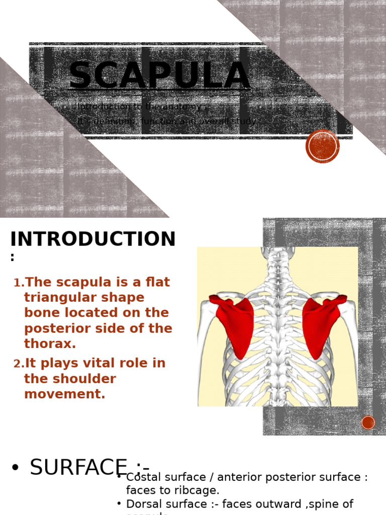 Scapula Anatomy and Function Overview | PDF
