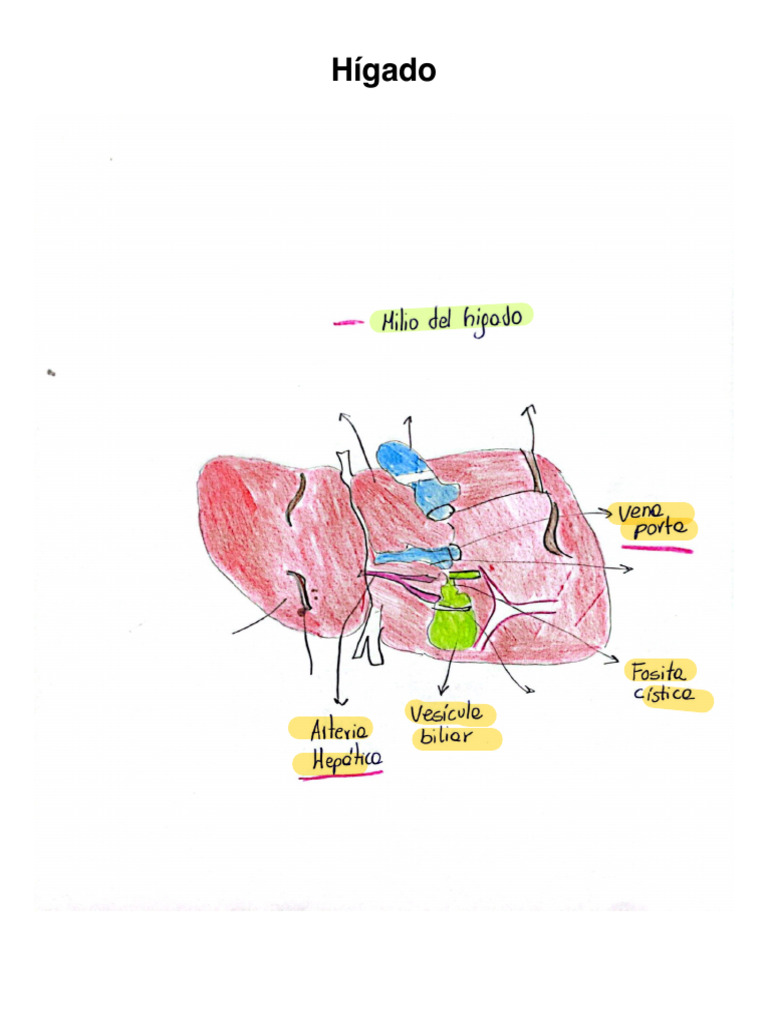 Repaso Anatomía Del Hígado | PDF
