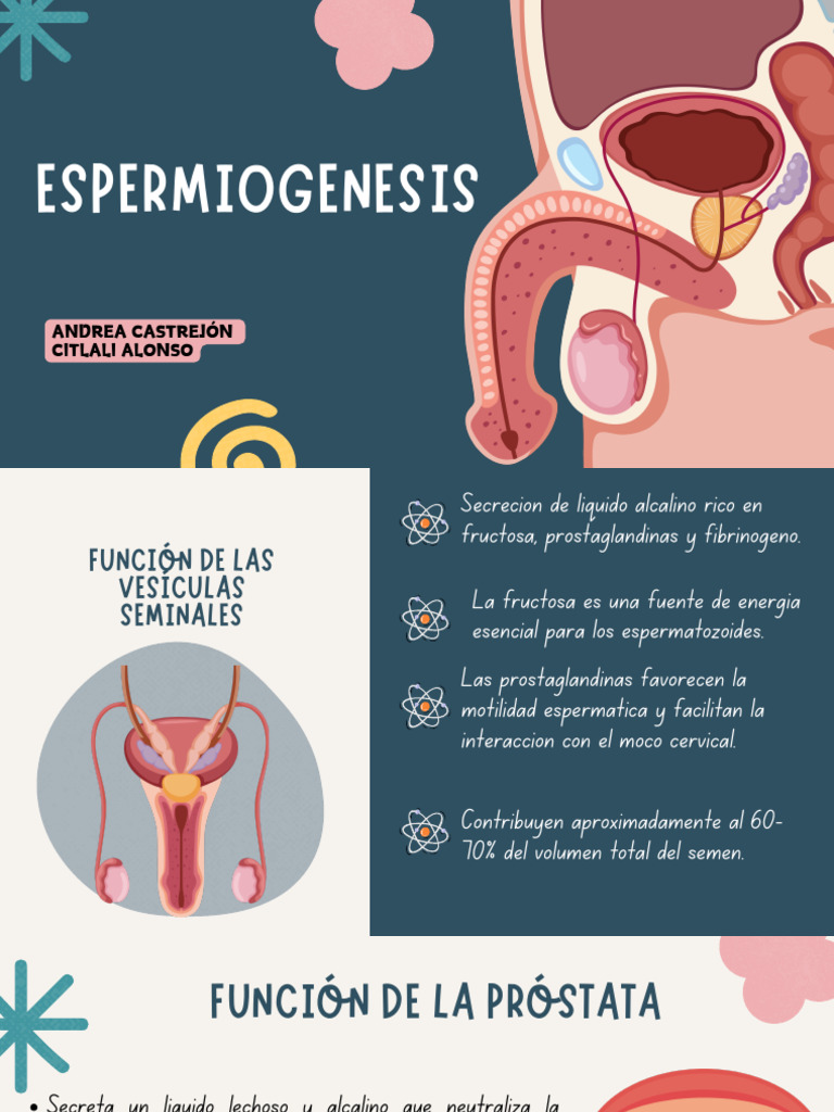 Male Reproductive System Science Presentation in Blue Pink and Yellow ...