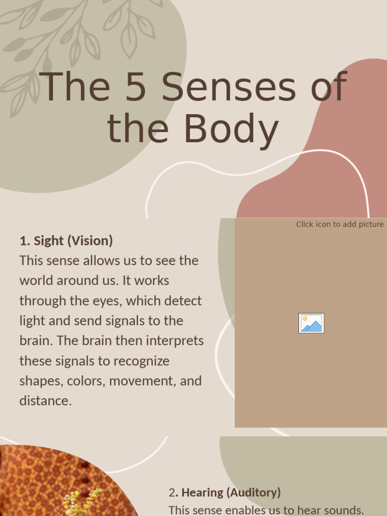 The 5 Senses of The Body | PDF
