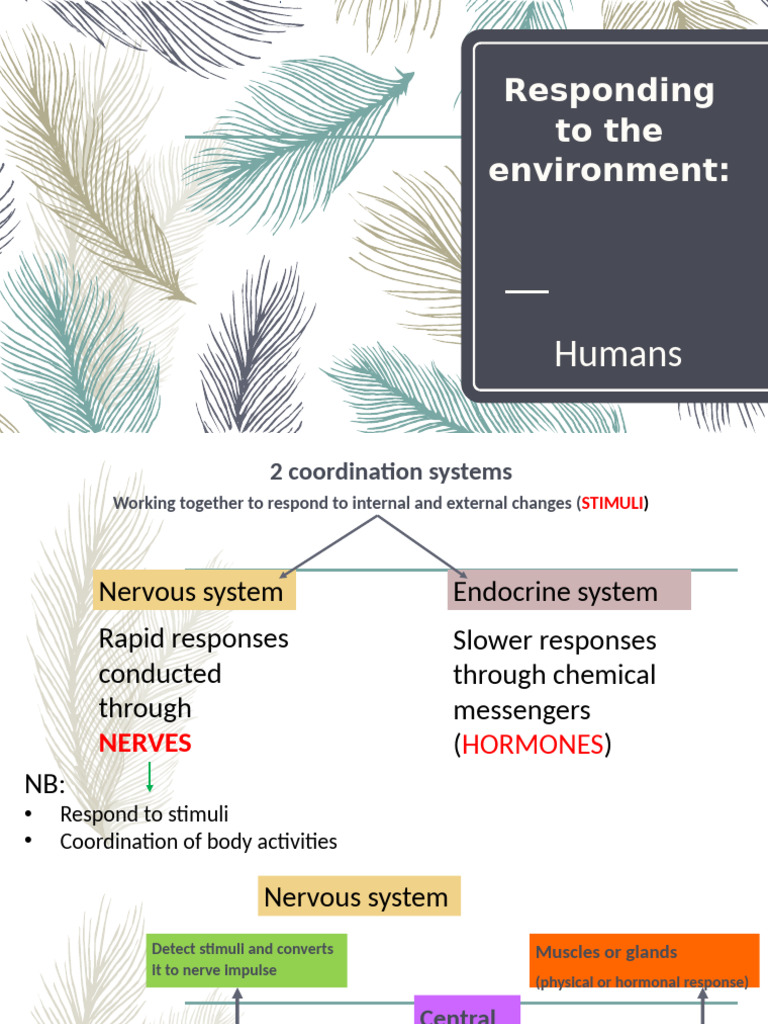 Responding To The Environment Humans | PDF | Nervous System | Central ...