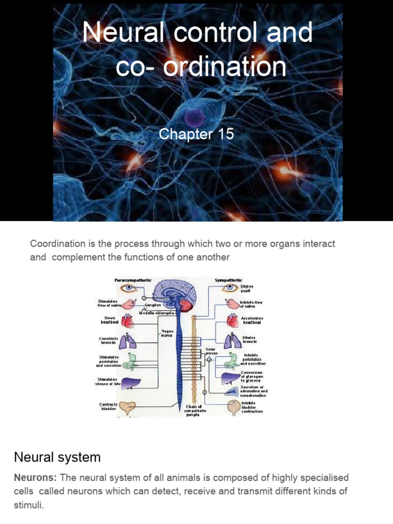 Neural Control and Coordination Overview | PDF | Nervous System | Axon