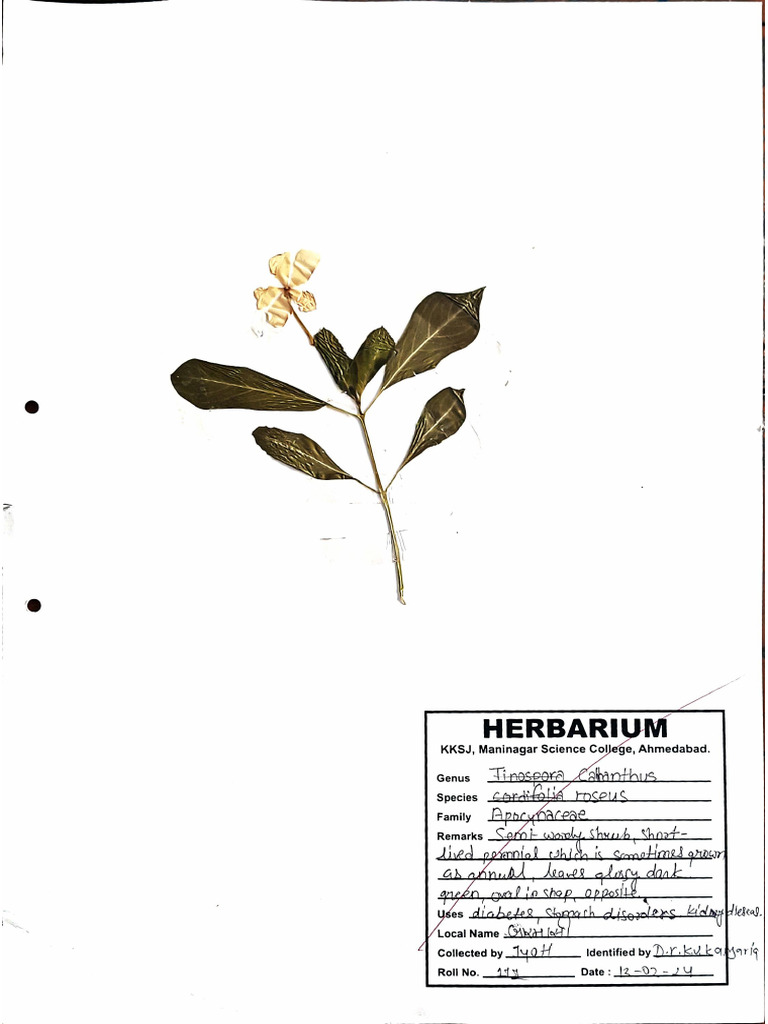 Botany Project (Fy) | PDF