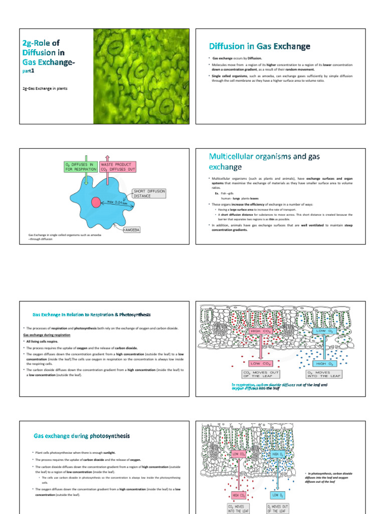 Present. 10. 2g Gas Exchange Part 1 - Biology | PDF | Stoma | Leaf