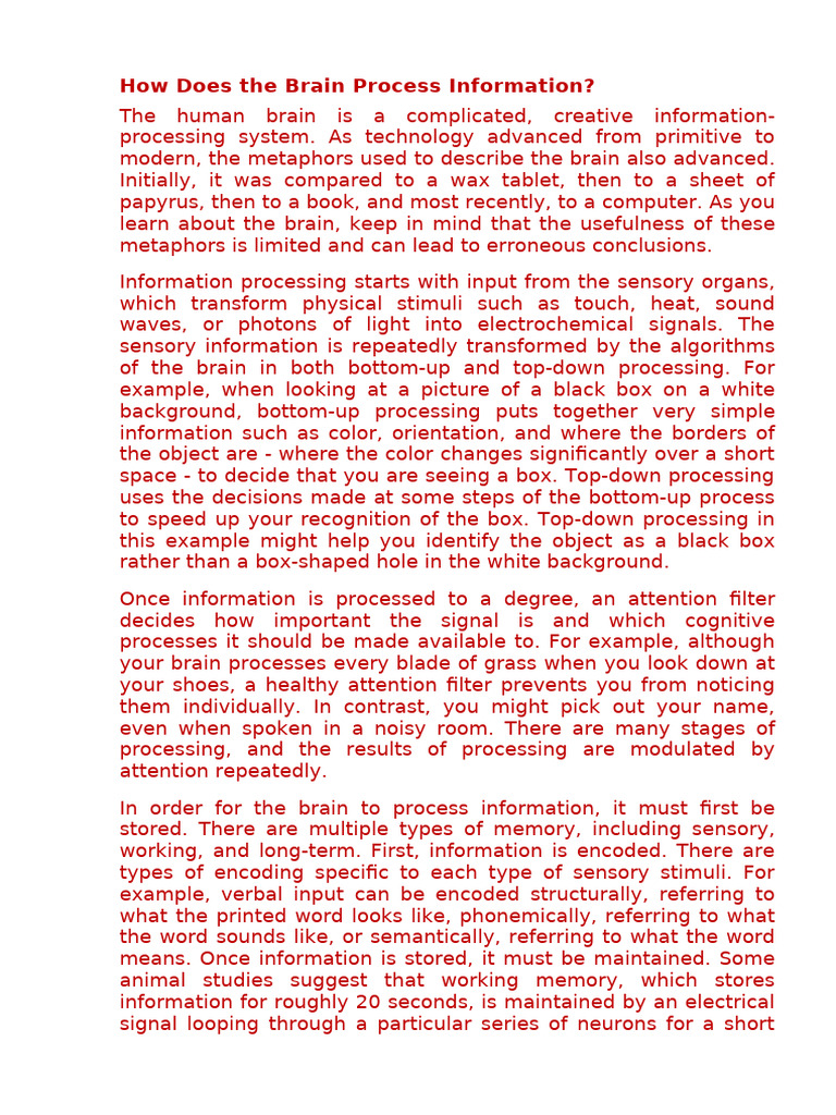 How Does the Brain Process Information | PDF | Memory | Information