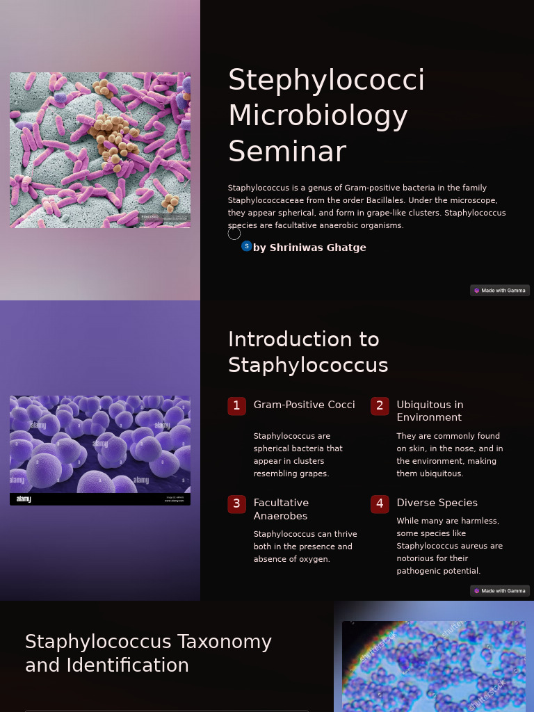 Stephylococci Microbiology Seminar | PDF | Staphylococcus | Staphylococcus Aureus